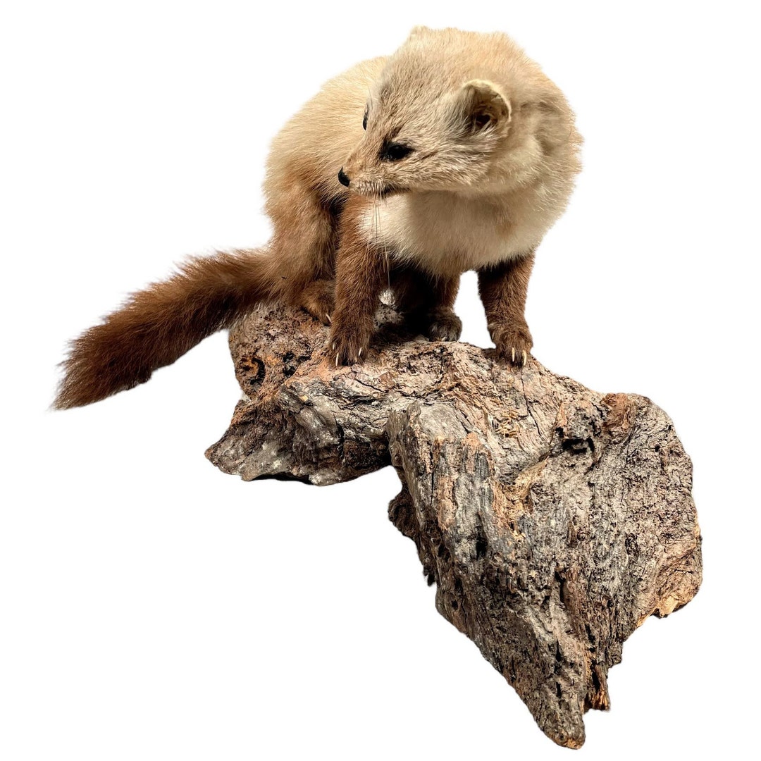Vintage French Mounted Pine Martin Weasel Ferret Taxidermy Figurine ...