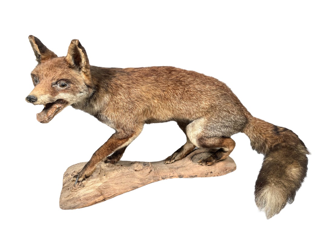 Vintage French Red Fox Taxidermy Statue Figurine Ornament Hunting Lodge ...