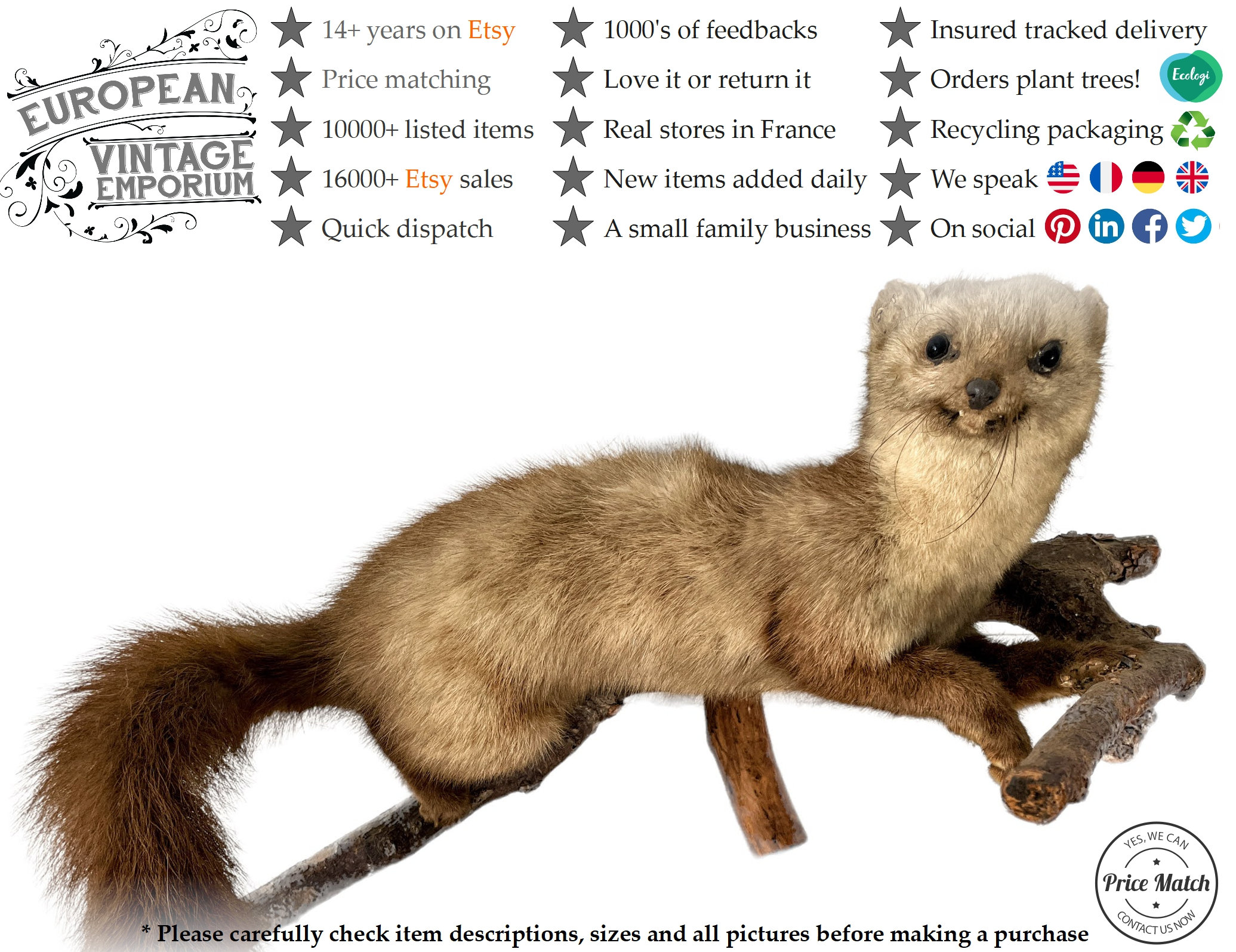 Weasel Vs Ferret