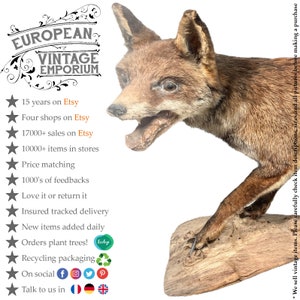 Vintage French Red Fox Taxidermy Statue Figurine Ornament Hunting Lodge ...