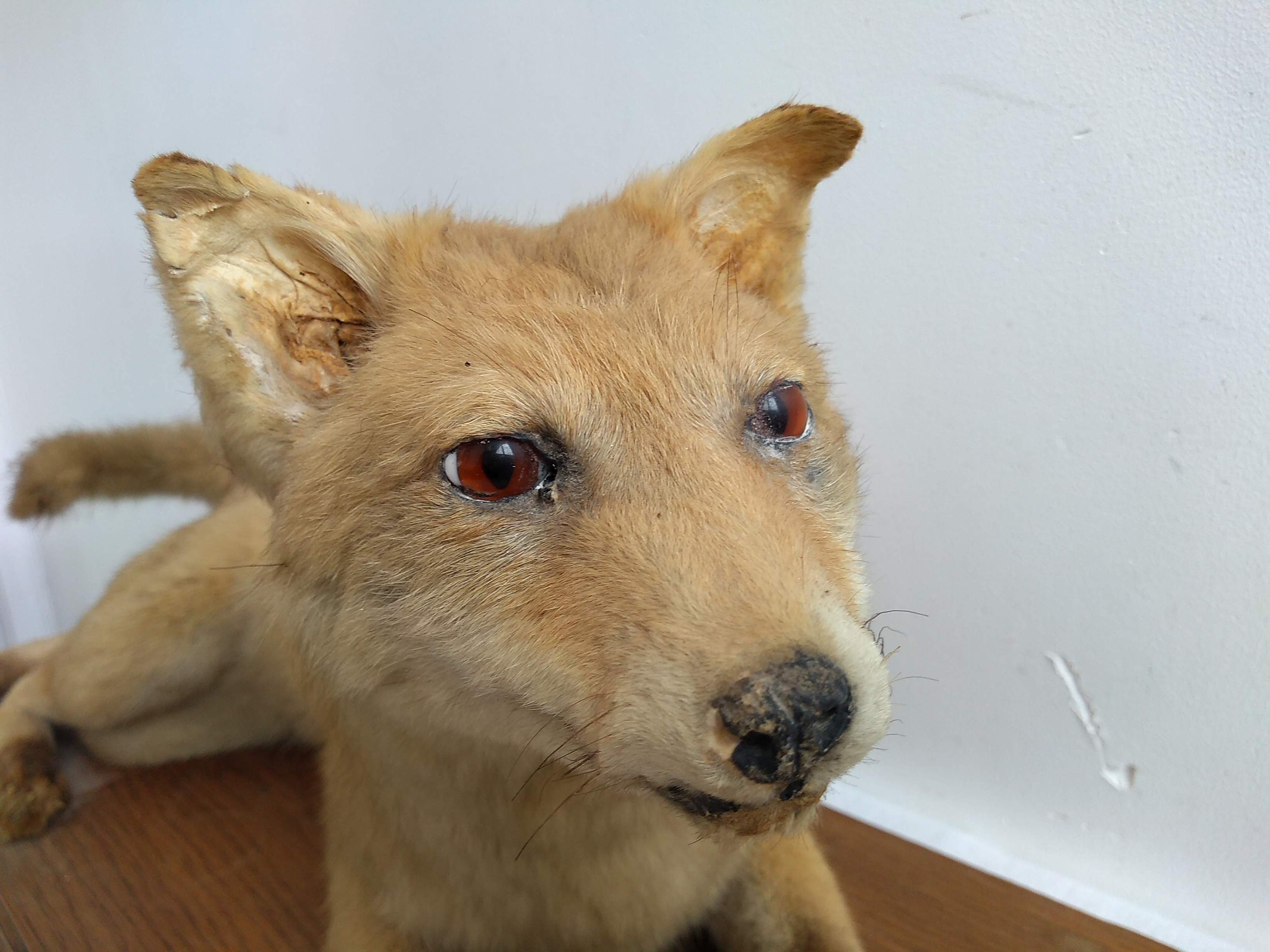 Vintage French Red Fox Cub Animal Taxidermy Statue Figurine | Etsy