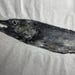 Gyotaku Pike Fish Print: Unique Japanese Fish Art - Etsy