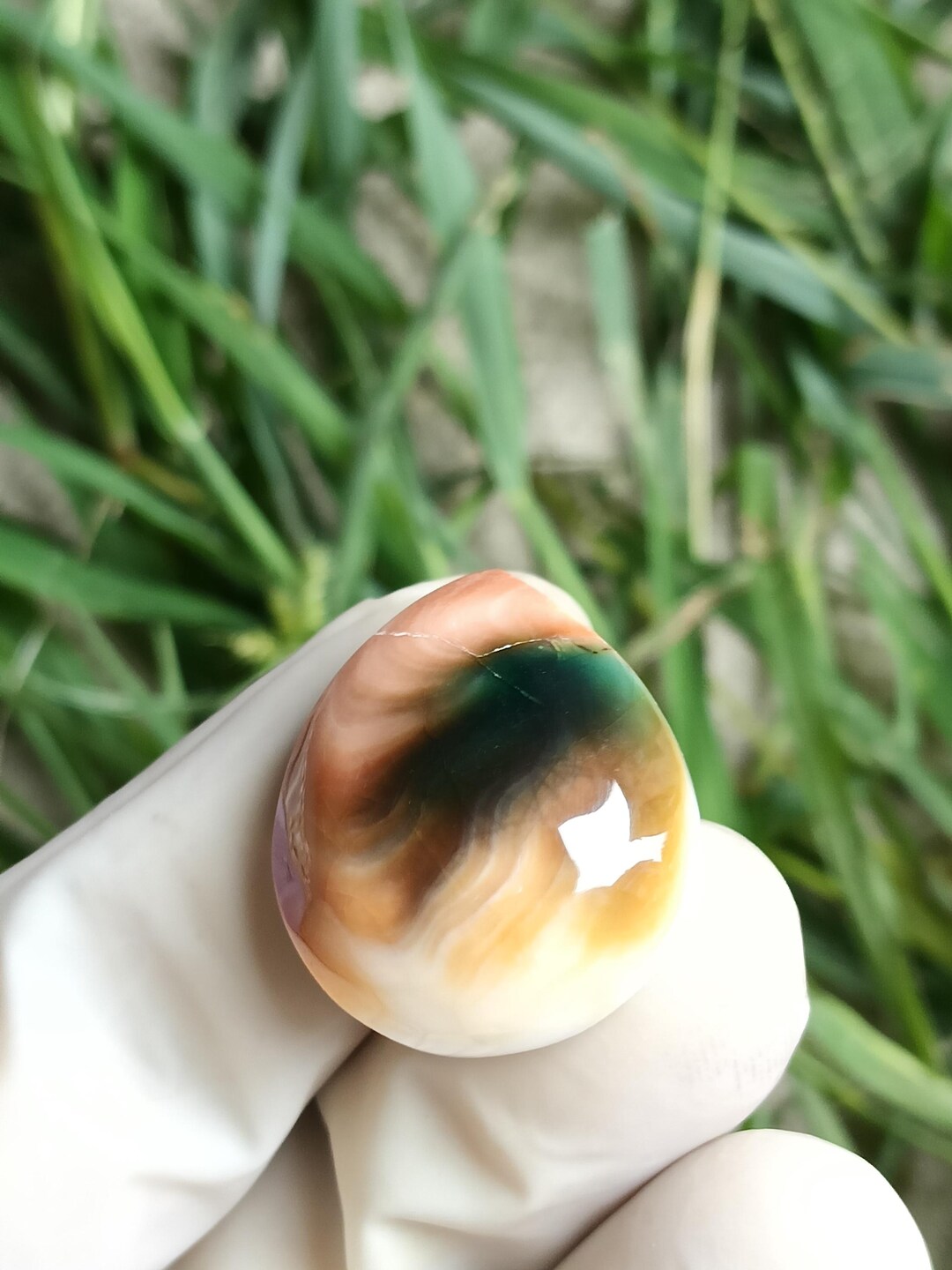 27 Cts. SHIVA EYE 1 Piece Cat's Eye, Operculum Shell, Green Shiva Eye ...