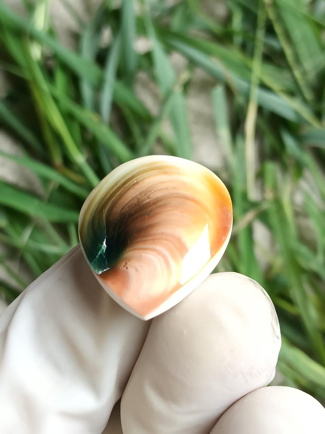 23 Cts. SHIVA EYE 1 Piece Cat's Eye, Operculum Shell, Green Shiva Eye ...