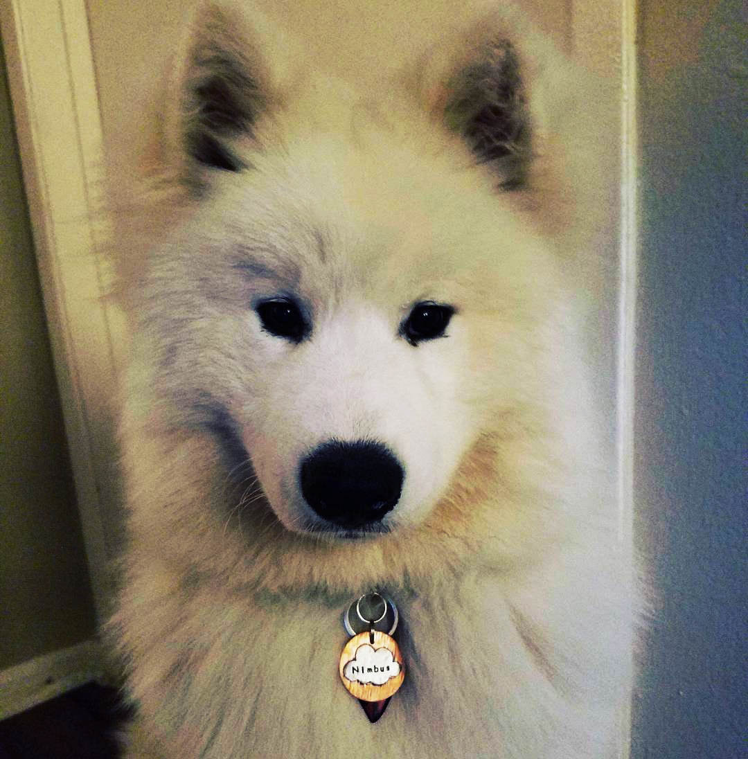 DOG Tag-dog Tags-dog Tags for Dogs-dog Id Tag-pet Id Tag-dog | Etsy