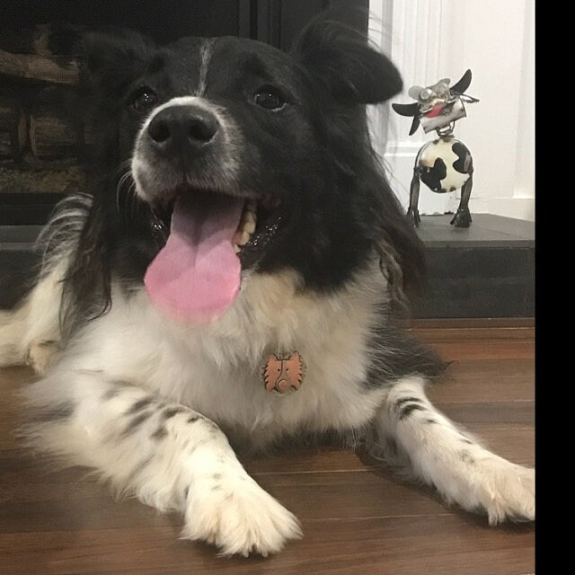 Custom Dog Tag Dog ID Tag Pet Tag Dog Tags Custom-Border | Etsy