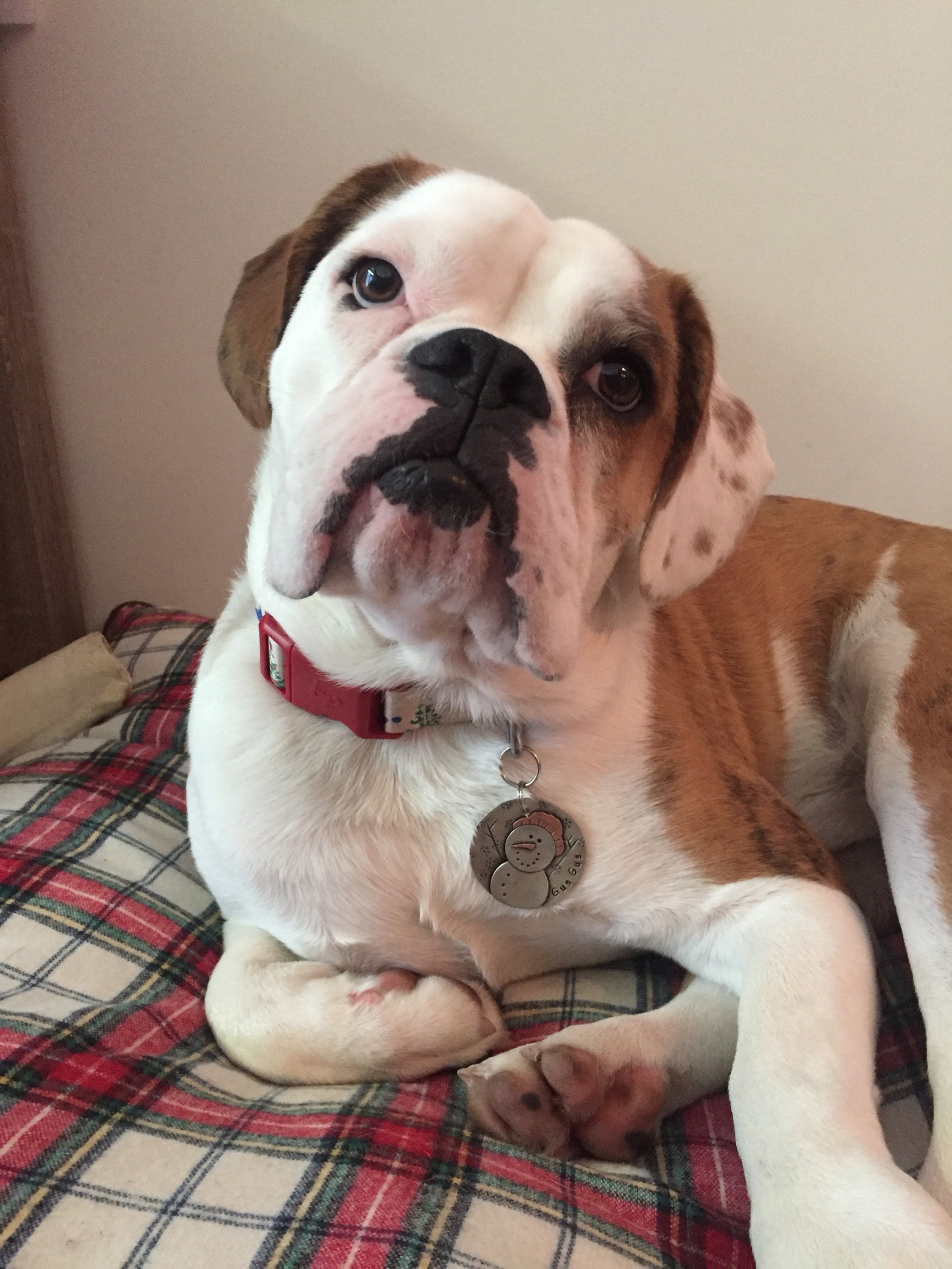 Winter and Christmas Dog ID Tag- Snowman- 3 Sizes - Etsy