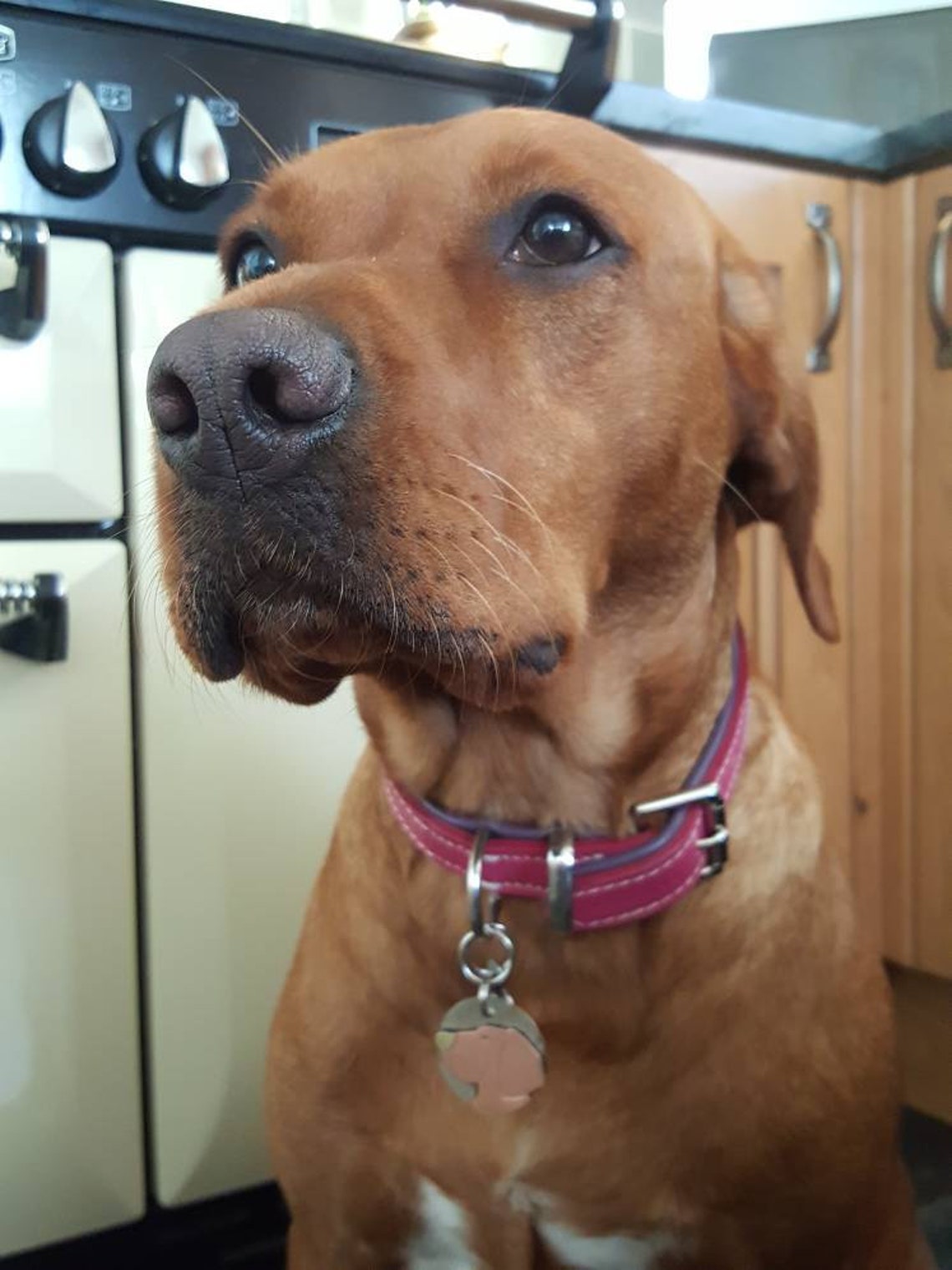 Labrador Dog Tag Dog ID Tag Pet Tag Dog Tags Custom-lab - Etsy