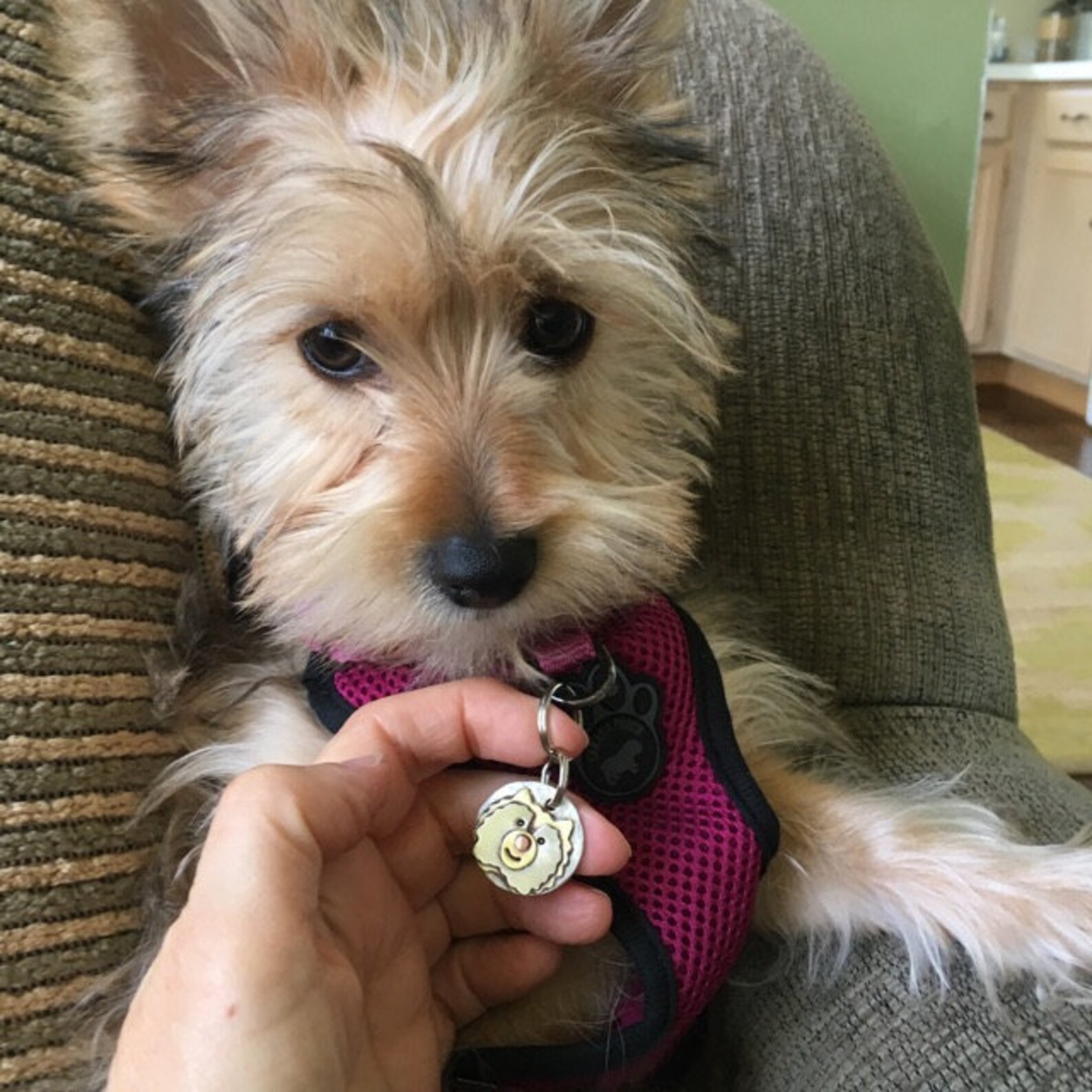 Small Dog Tag Dog ID Tag Pet Tag Pomeranian Dog Id Tag - Etsy