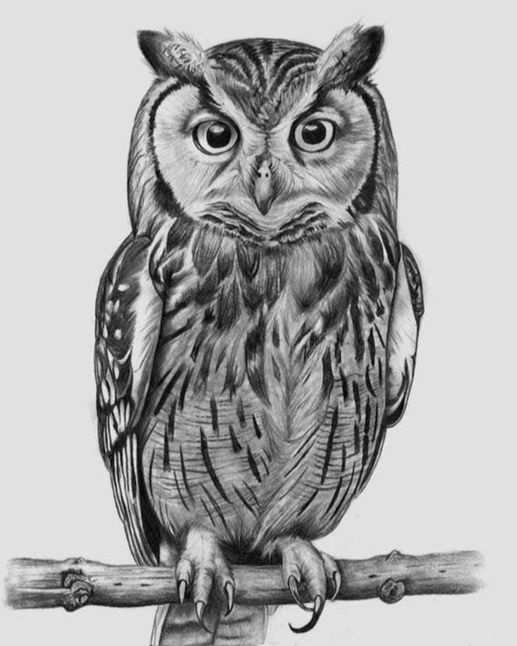 Owl Drawing With Pencil Shading