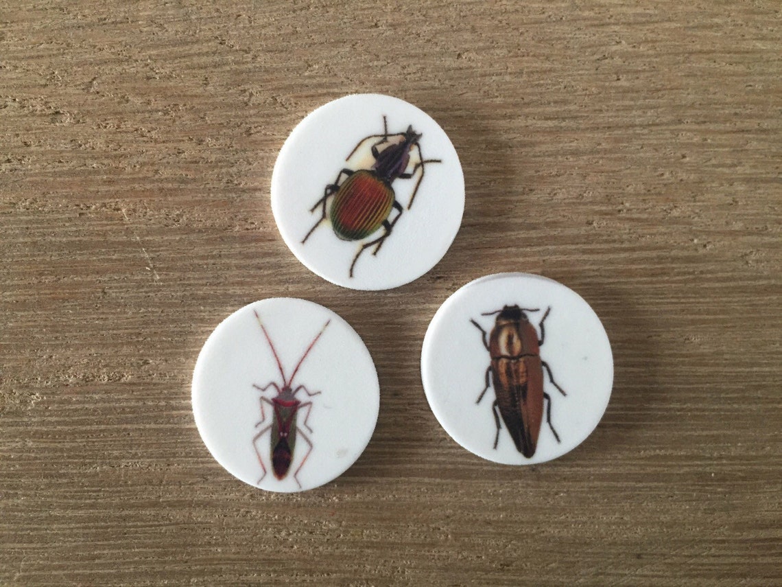 Entomology Brooch, Insect Brooch Pin Set, Bug Brooch Set, Unique ...