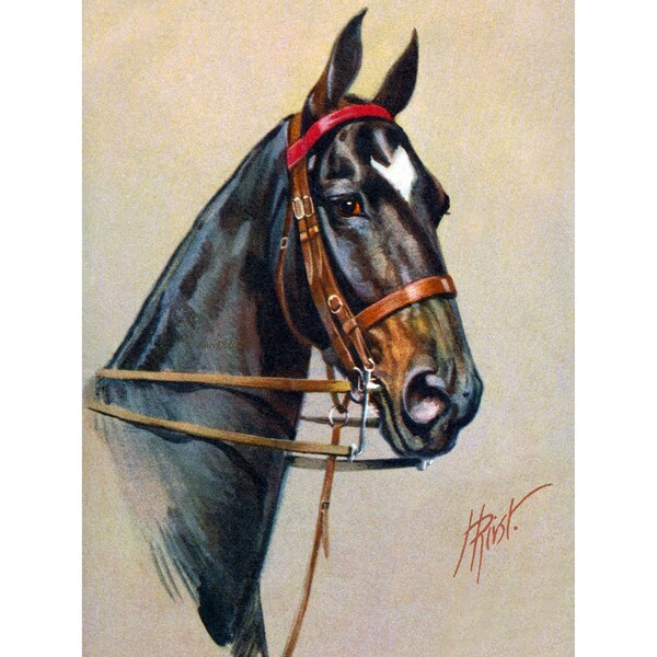 Saddlebred - Etsy