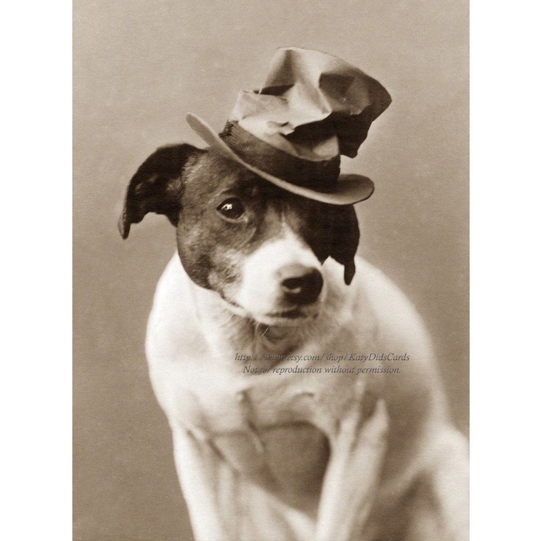 Goofy Dog Card Jack Russell Terrier Wears Hat Sad Face JRT - Etsy