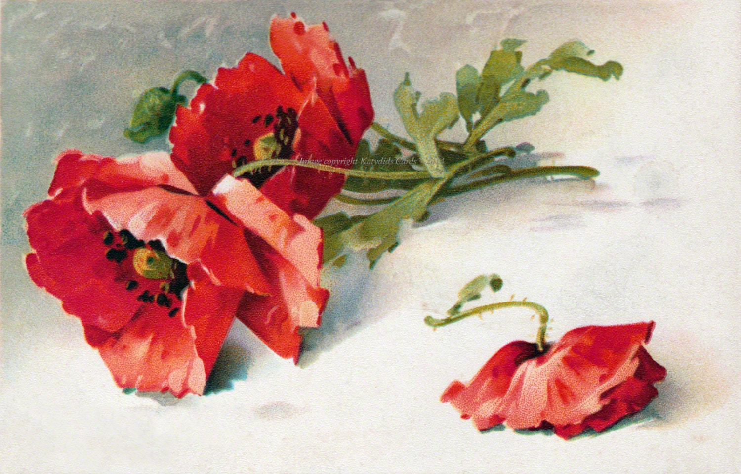 Red Poppies Card Flowers Greeting Card Catherine Klein - Etsy