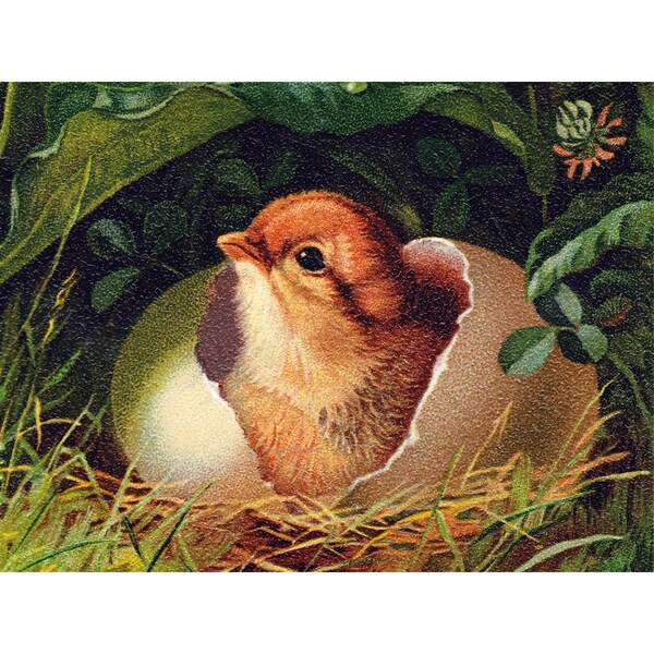 Hatching Chicks Card - Etsy