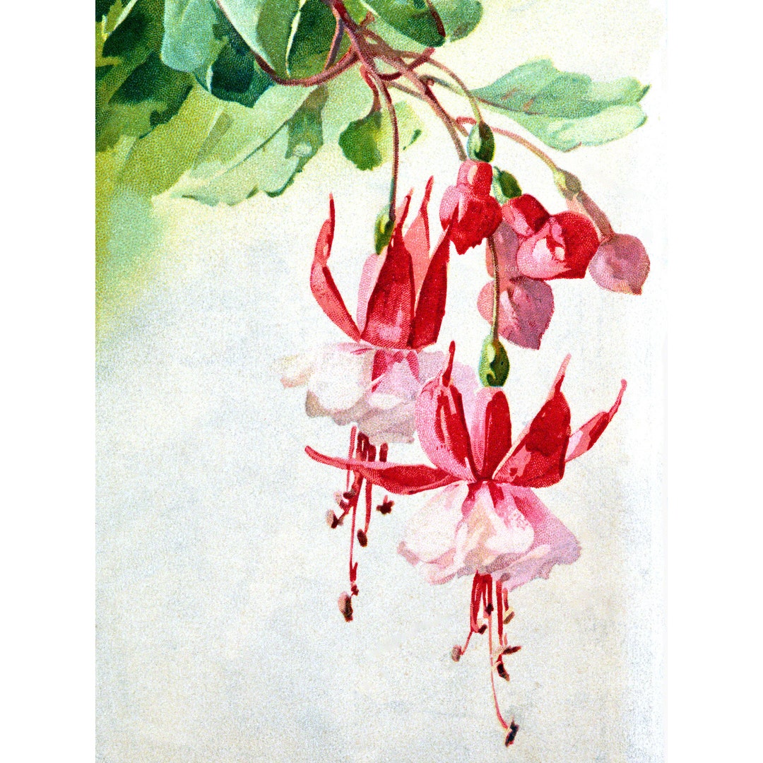 Red Fuchsias Card Flowers Greeting Card Repro Catherine Klein - Etsy UK
