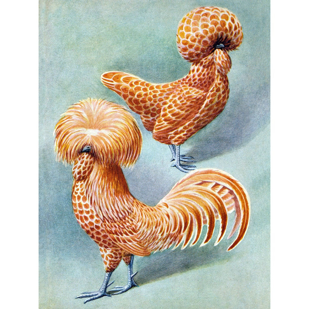 Chickens Card: Buff Laced Polish Chicken, Rooster Hen, Repro Vintage ...