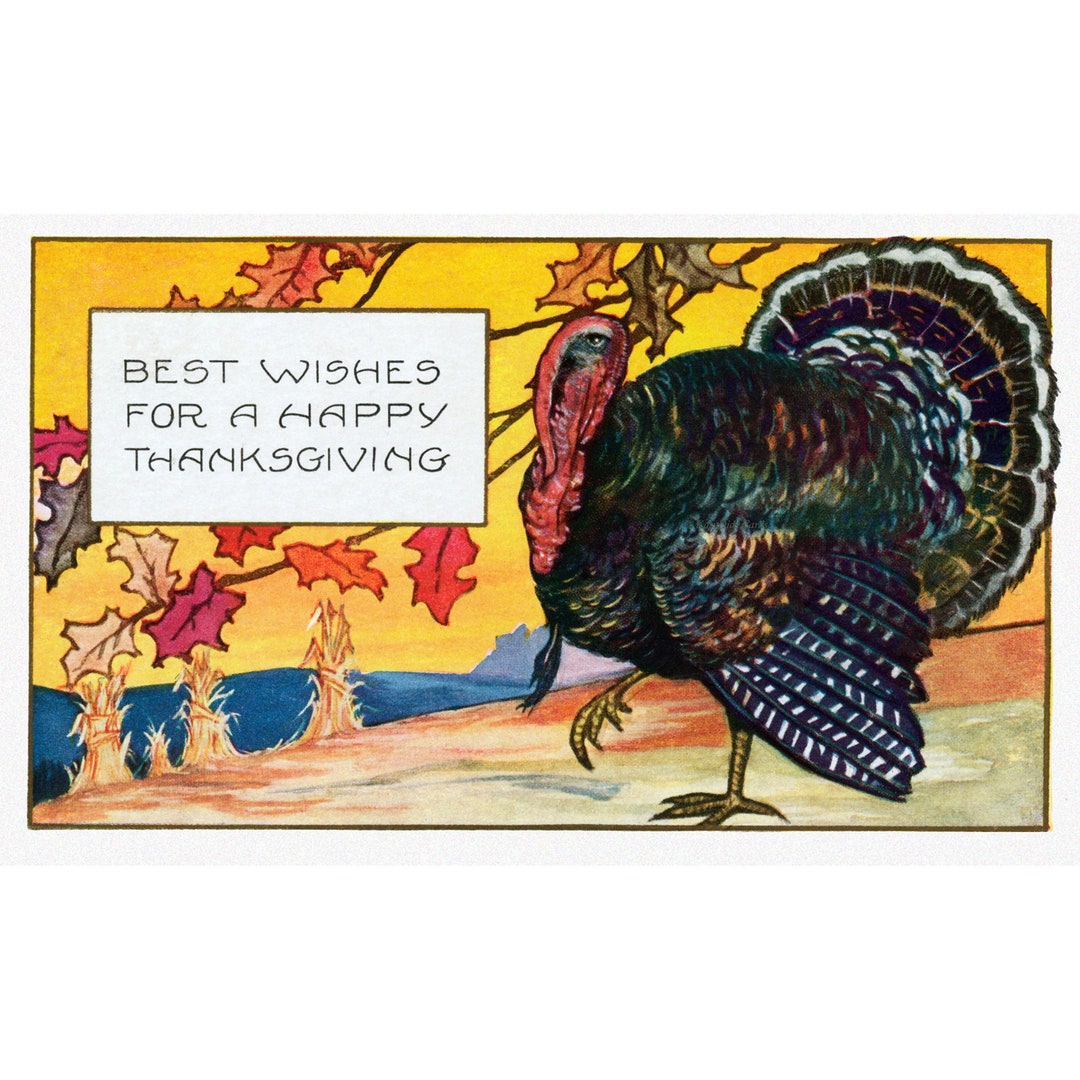 Thanksgiving Card - Old Tom Turkey Struts - Turkeys Greeting Card With ...