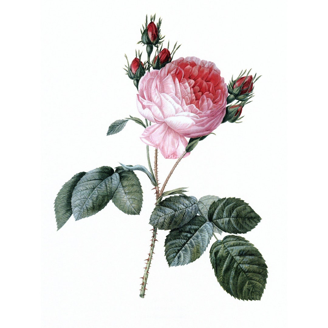 Pink Rose Card Repro Pierre Redoute Cabbage Roses Greeting Card ...