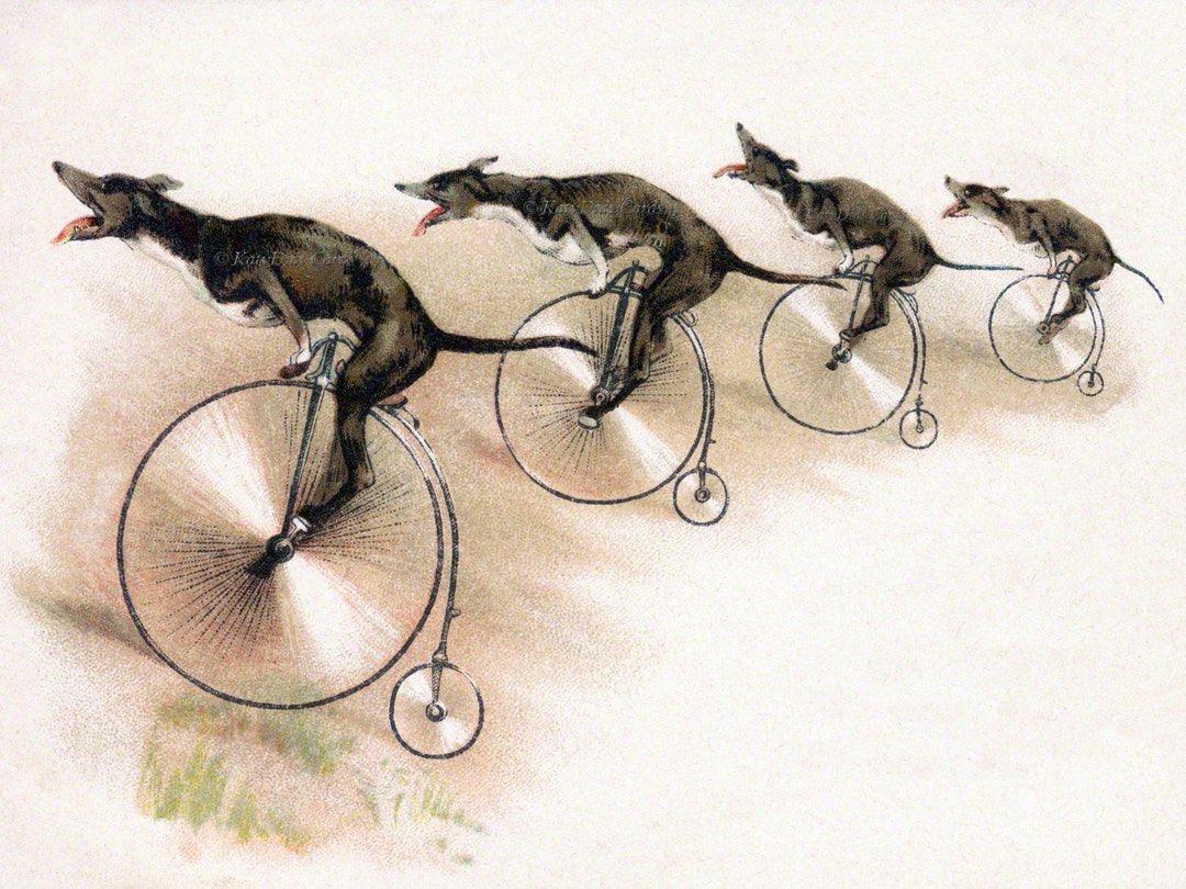 Dogs on Bikes Greeting Card - Greyhounds in a Race - Etsy