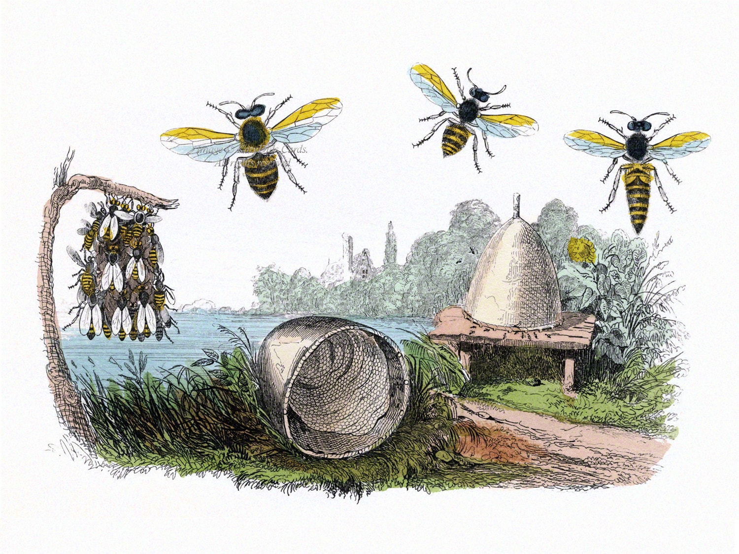 Honey Bee Card Bee Colony Swarm Notecard Queen Worker - Etsy