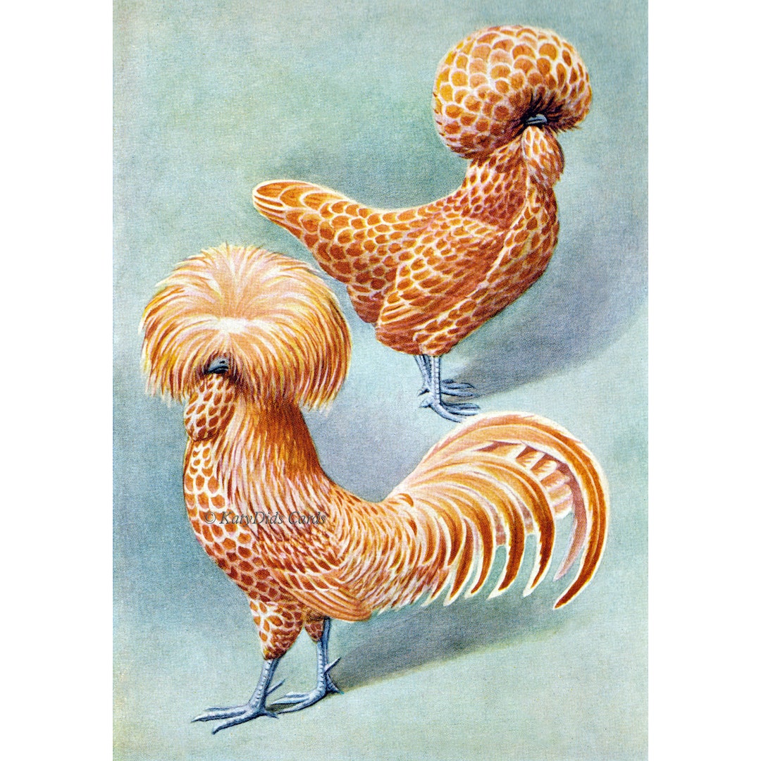 Polish Chickens Print - Buff Laced Polish Chicken Art - Farmhouse Wall ...