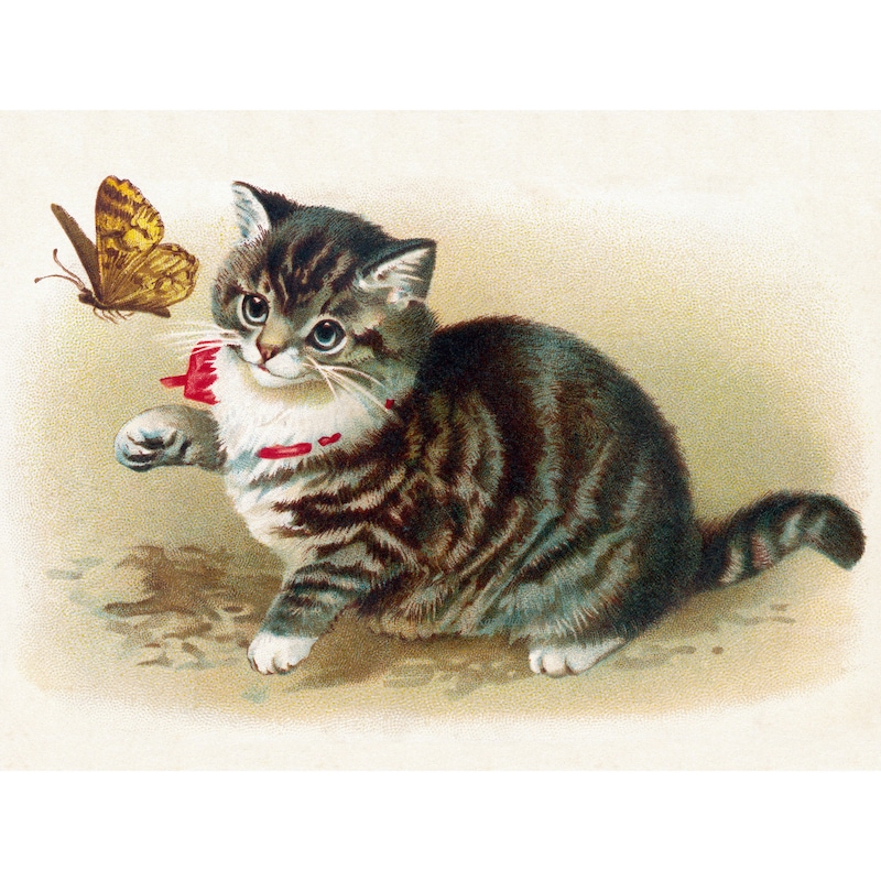 Helena Maguire Cats - Etsy