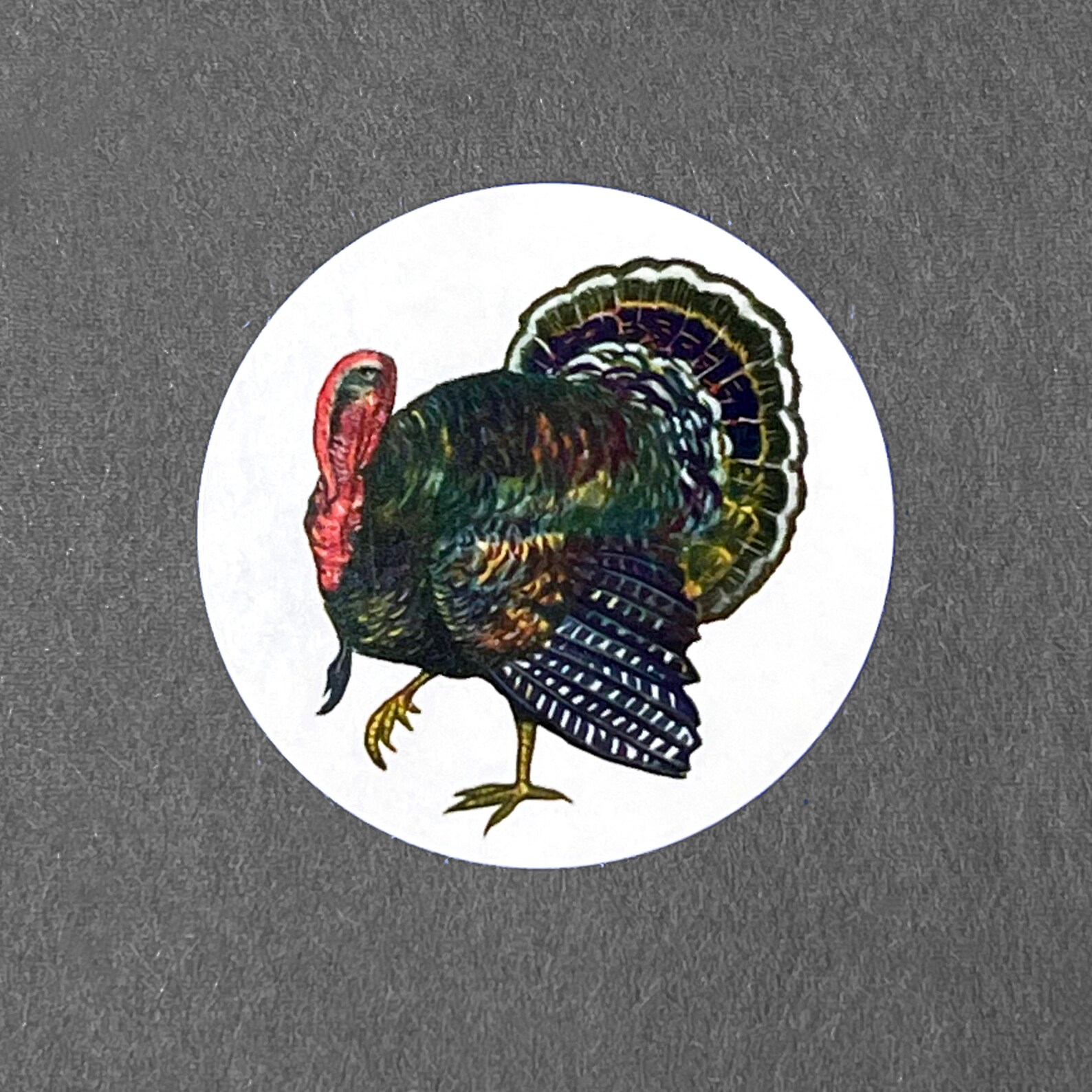 Thanksgiving Card Old Tom Turkey Struts Turkeys Greeting - Etsy