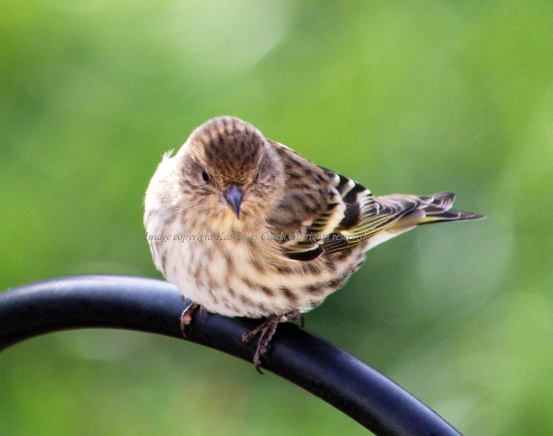 Bird Greeting Card - Pine Siskin Finch at the Feeder - Etsy