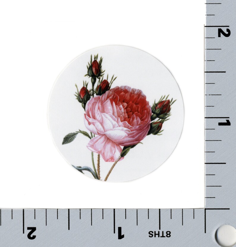 Pink Rose Card Repro Pierre Redoute Cabbage Roses Greeting - Etsy