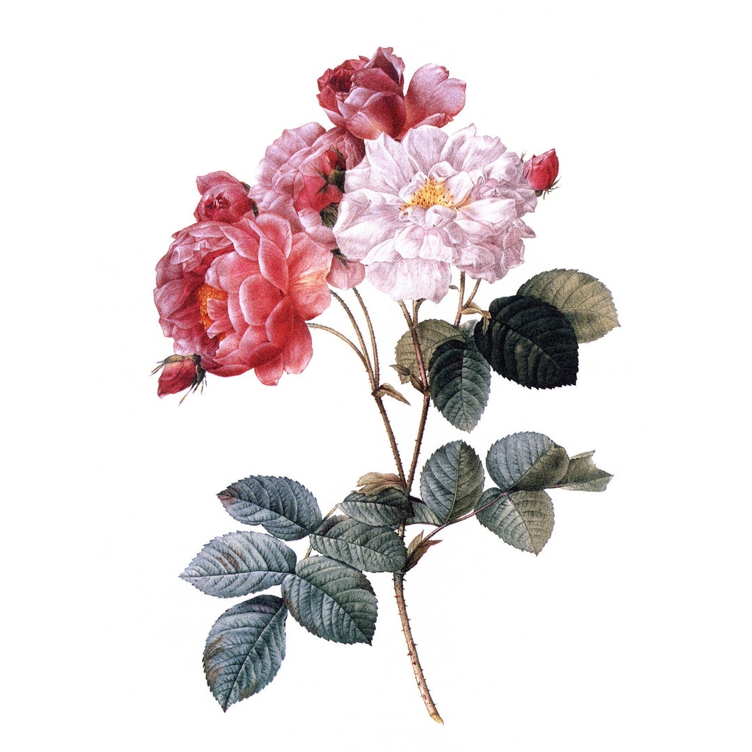 Roses Flower Card - Repro Pierre Redoute - Floral Rose Notecard - Etsy