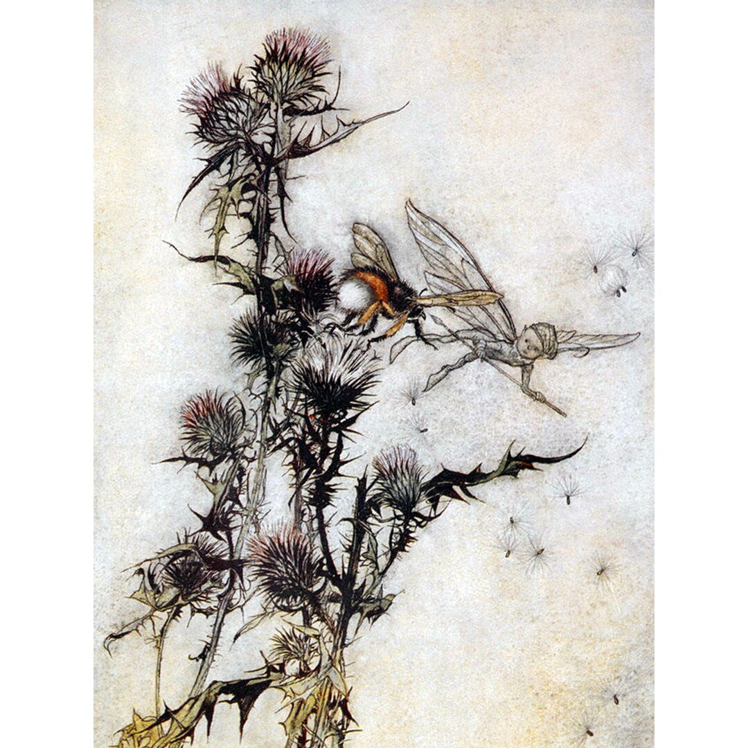 Fairy Card - Cobweb Faerie With Bee From Midsummer Night's Dream ...