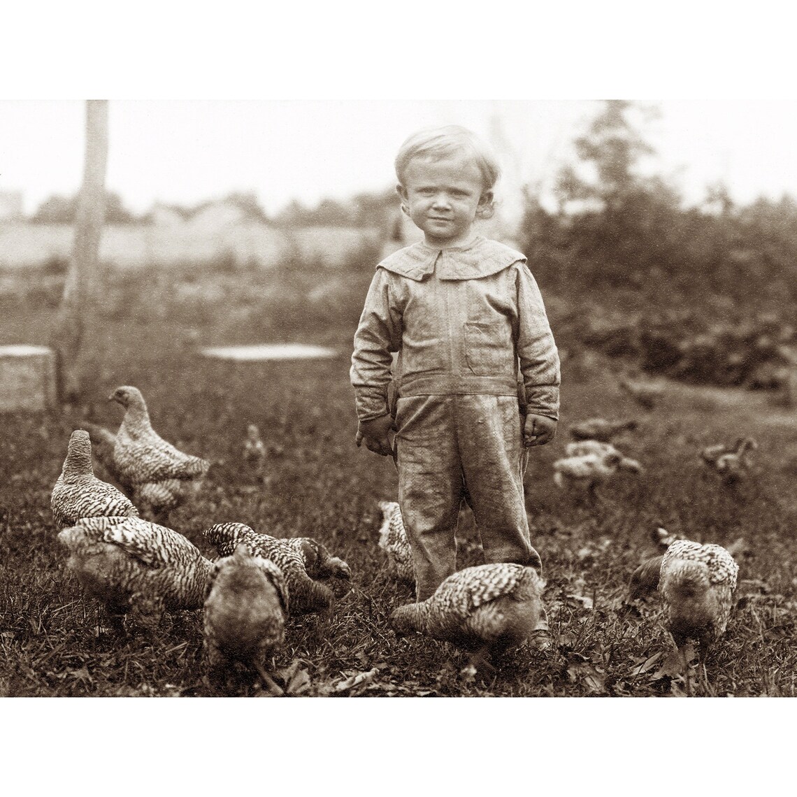 Chicken Boy Card Boy With Chickens in Barnyard Repro Photo - Etsy
