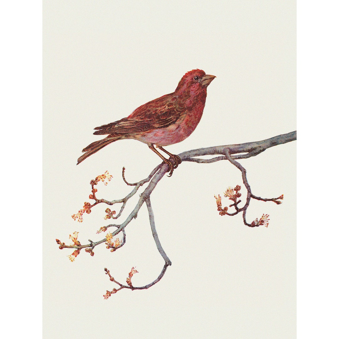 Bird Card - Purple Finch Notecard - Wall Art Home Decor - Etsy