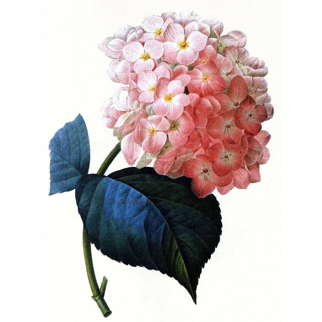 Hydrangea Flower Card Repro Pierre Redoute Floral Notecard - Etsy