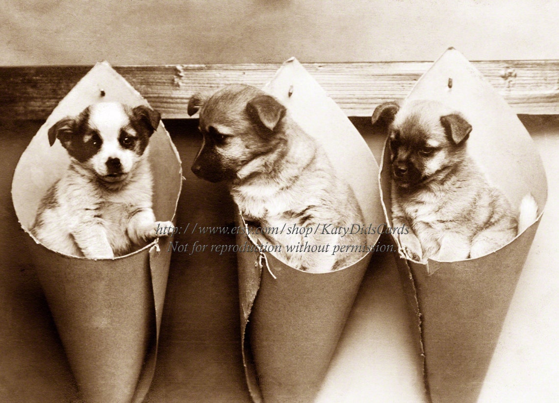 Puppies Greeting Card Puppy Dogs in Cones Dog Pups Hang Out - Etsy