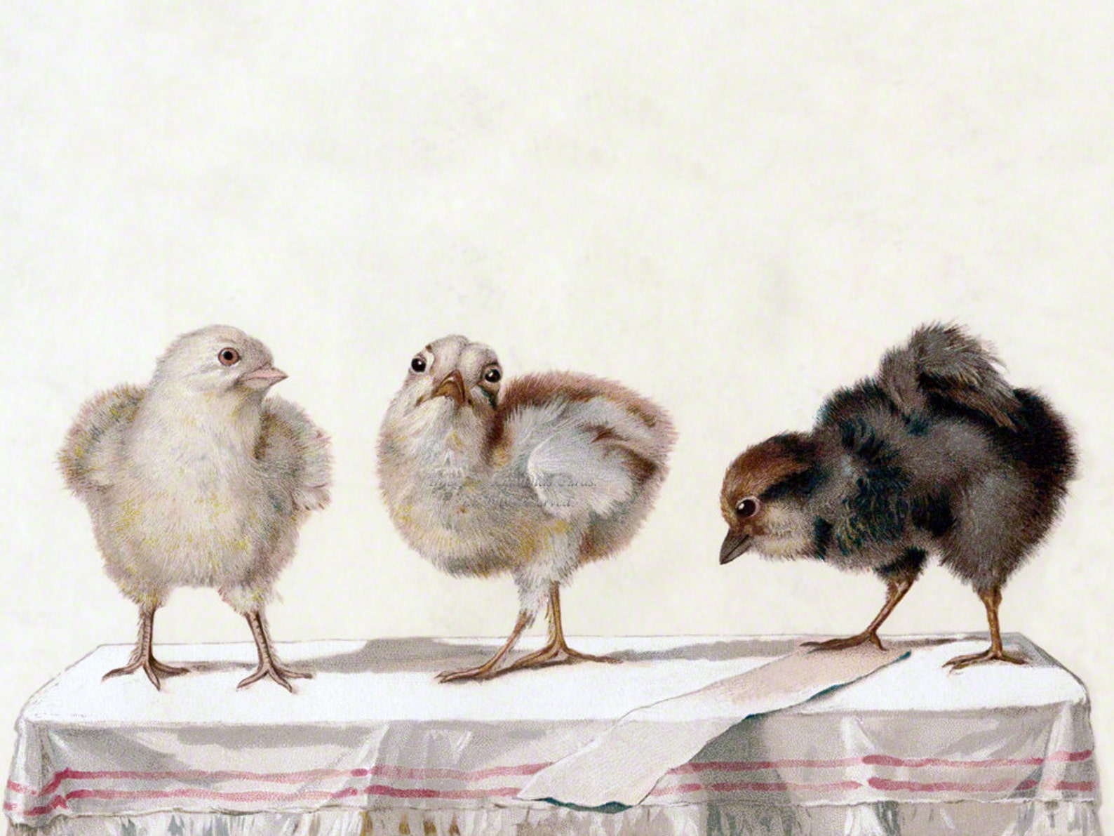 Chicken Greeting Card Three Little Chicks on a Table | Etsy