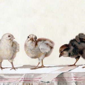 Chicken Greeting Card Three Little Chicks on a Table - Etsy