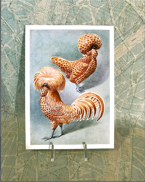 Buff Laced Polish Chicken