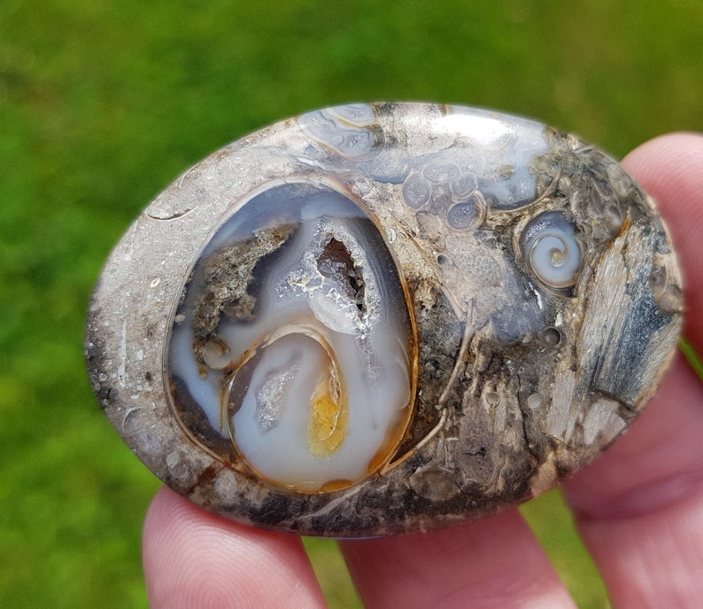 50mm Colus Fossil Agate cabochon AAA Museum Grade 70ct 50 by | Etsy