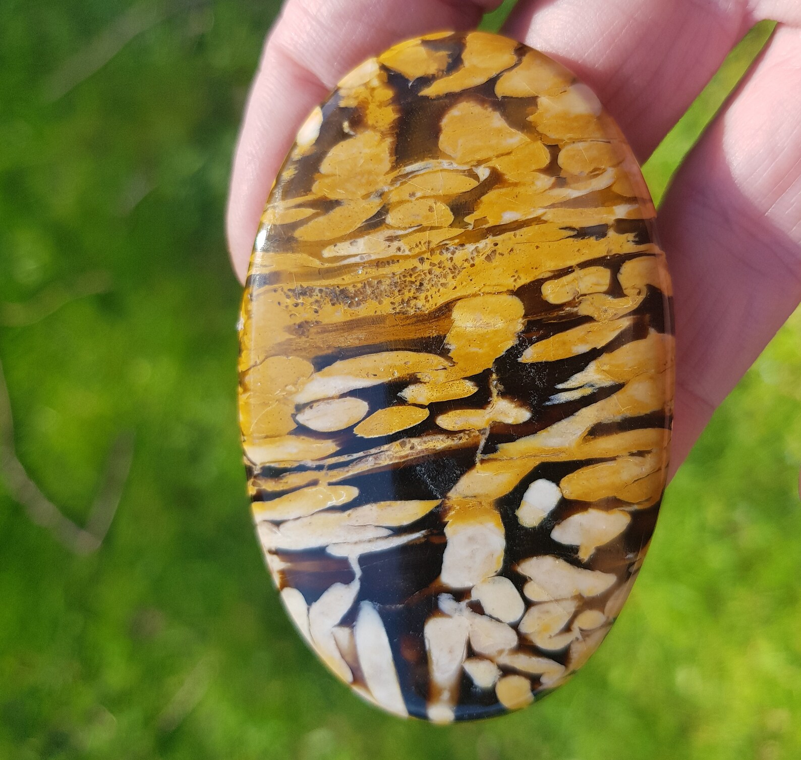 68mm Peanut Wood Jasper Oval Petrified Wood Cabochon 148ct - Etsy