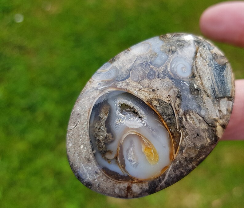 50mm Colus Fossil Agate cabochon AAA Museum Grade 70ct 50 by | Etsy