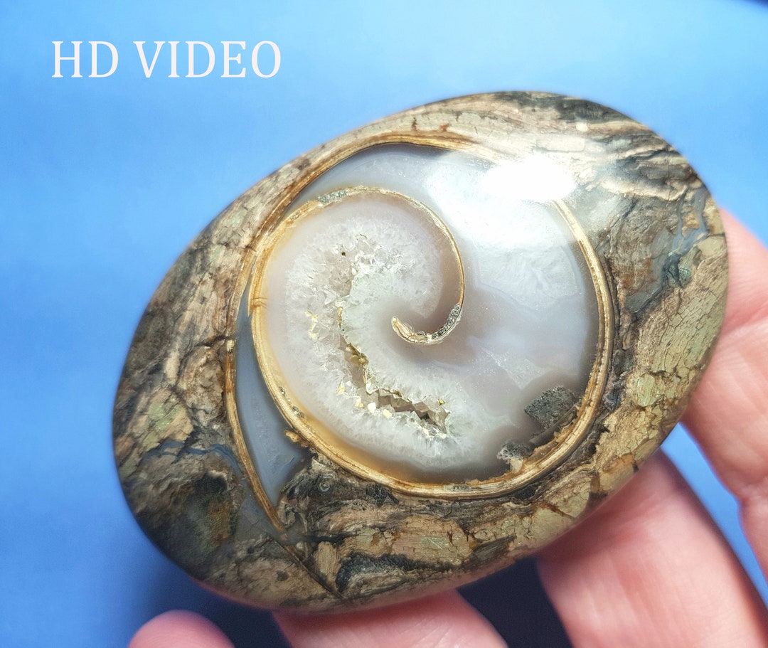 64mm Colus Fossil Agate Cabochon AAA Museum Grade 187ct 64 by 44 by 8mm ...