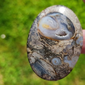 50mm Colus Fossil Agate Cabochon AAA Museum Grade 70ct 50 by - Etsy