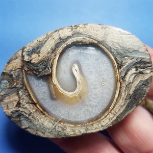 64mm Colus Fossil Agate Cabochon AAA Museum Grade 187ct 64 by 44 by 8mm ...