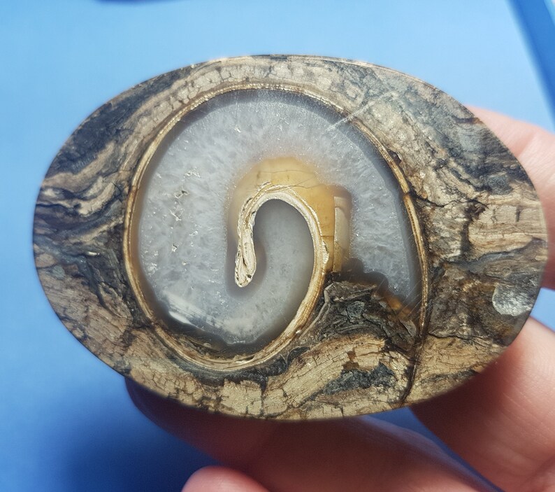 64mm Colus Fossil Agate Cabochon AAA Museum Grade 187ct 64 by - Etsy