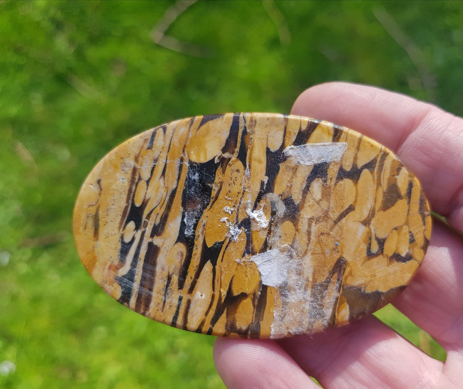 68mm Peanut Wood Jasper Oval Petrified Wood Cabochon 148ct - Etsy