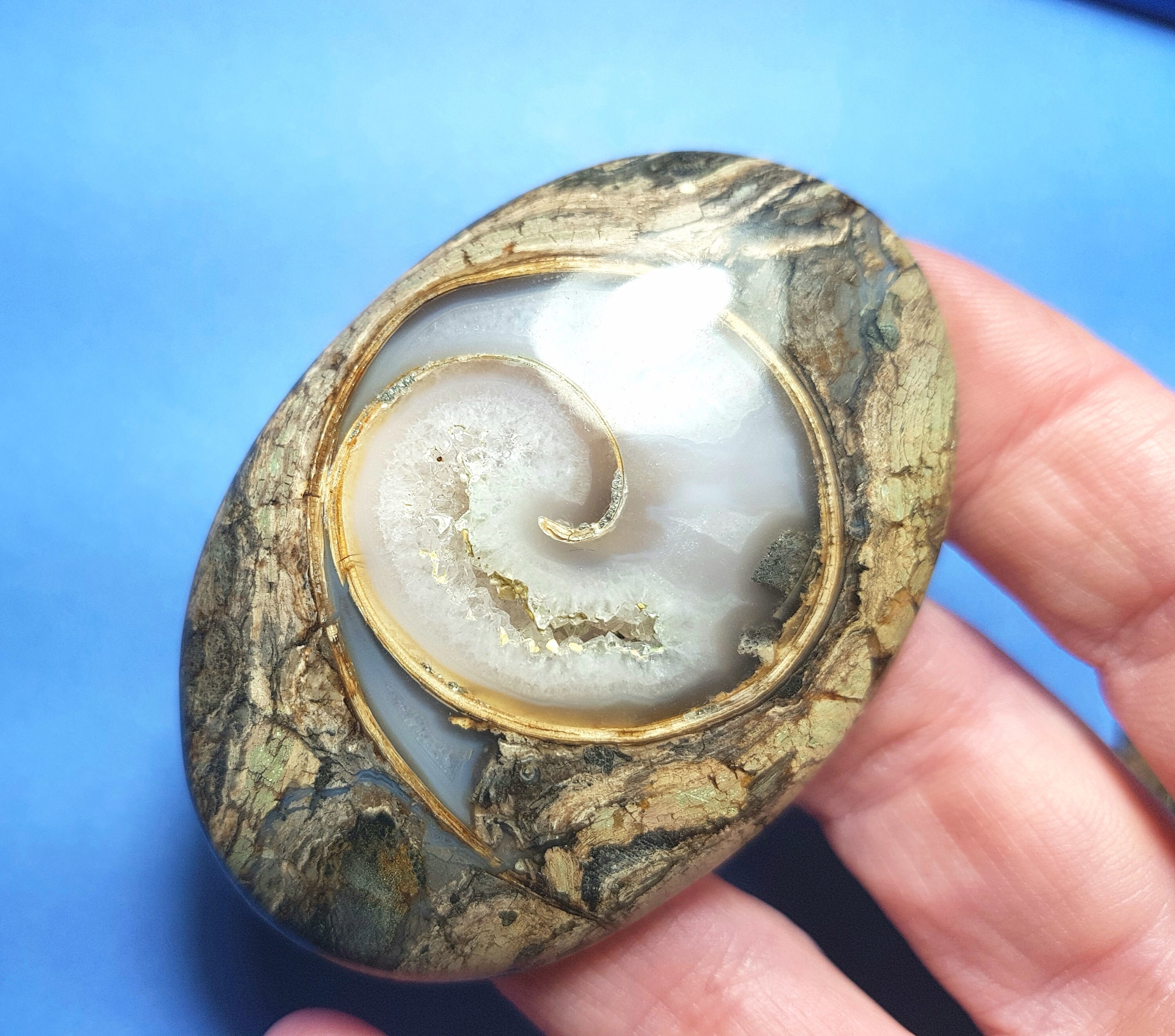64mm Colus Fossil Agate Cabochon AAA Museum Grade 187ct 64 by - Etsy