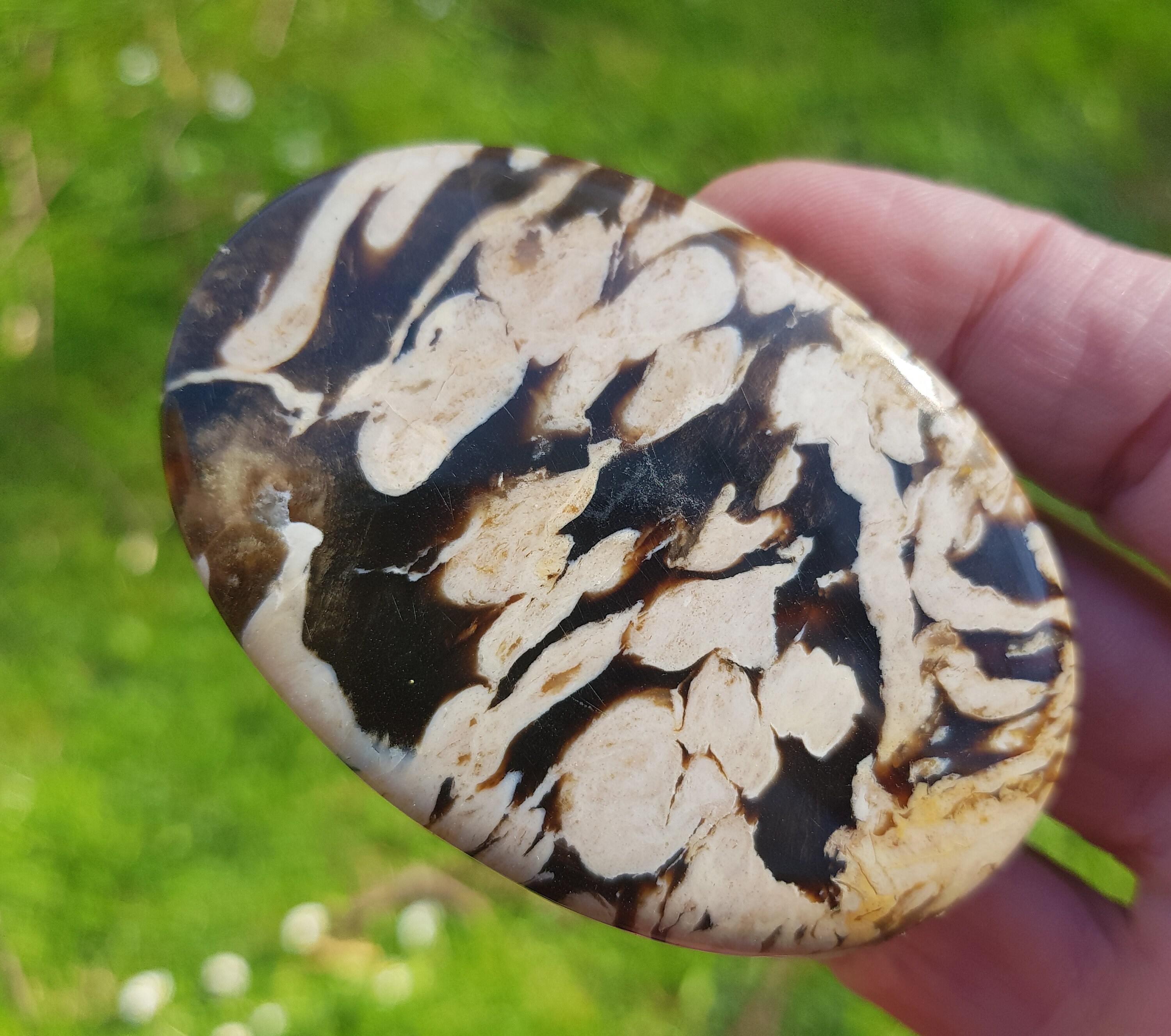 67mm Peanut Wood Jasper Oval Petrified Wood Cabochon 131ct - Etsy