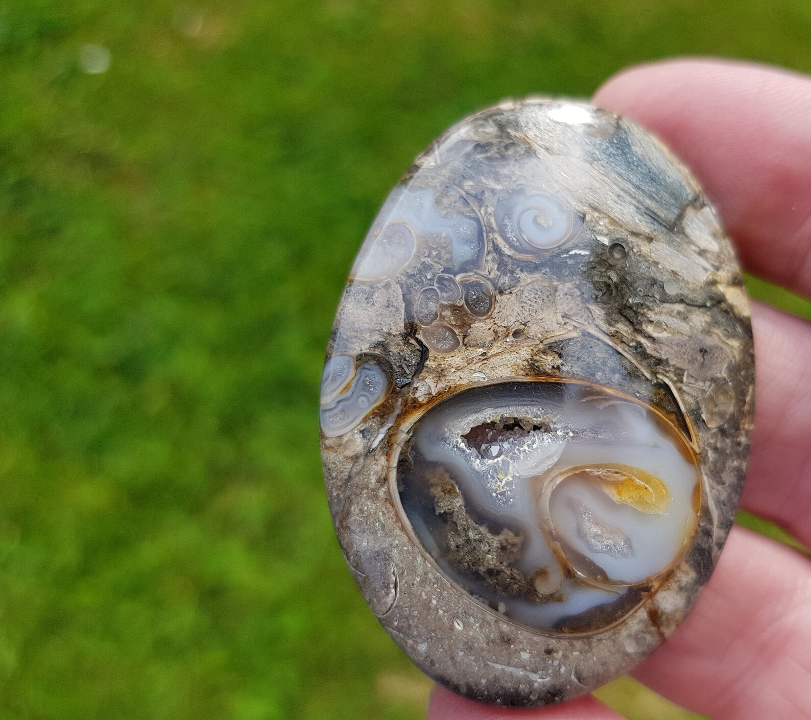 50mm Colus Fossil Agate Cabochon AAA Museum Grade 70ct 50 by - Etsy